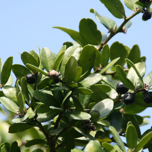 Chinese Box-Orange (Atalantia Buxifolia) Plant Care & How to Grow, Water