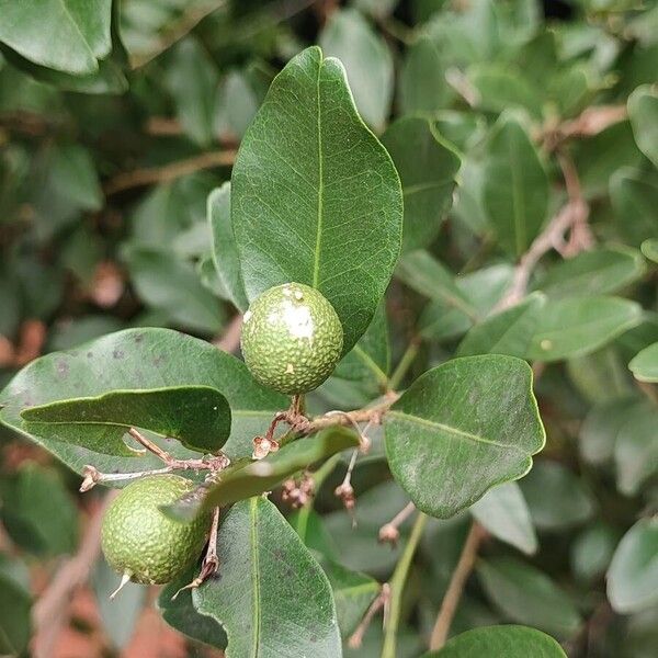 Indian Atalantia (Atalantia Monophylla) Care Guide: Water, Soil ...