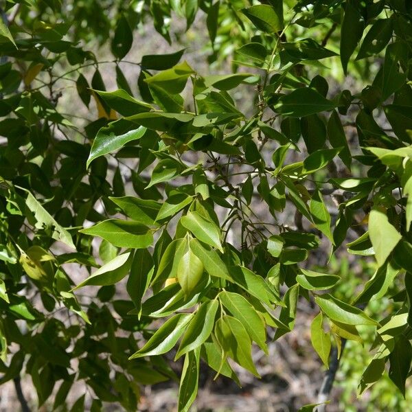 Ateleia Herbert-smithii Care Guide: Water, Soil & Propagation - Plantiary