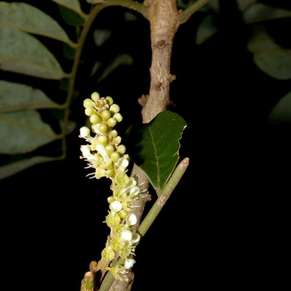 Ateleia Pterocarpa Care Guide: Water, Soil & Propagation - Plantiary