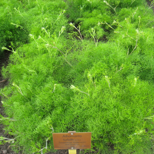 Candy Carrot (Athamanta Turbith) Plant Care & How to Grow, Water