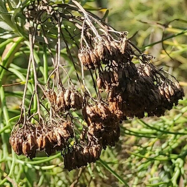 Athanasia Crithmifolia Plant Care & How to Grow, Water