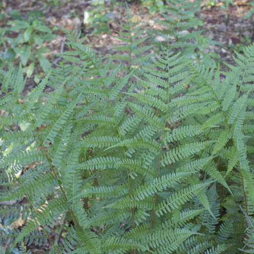 Southern Lady Fern (Athyrium Asplenioides) Plant Care & How to Grow, Water