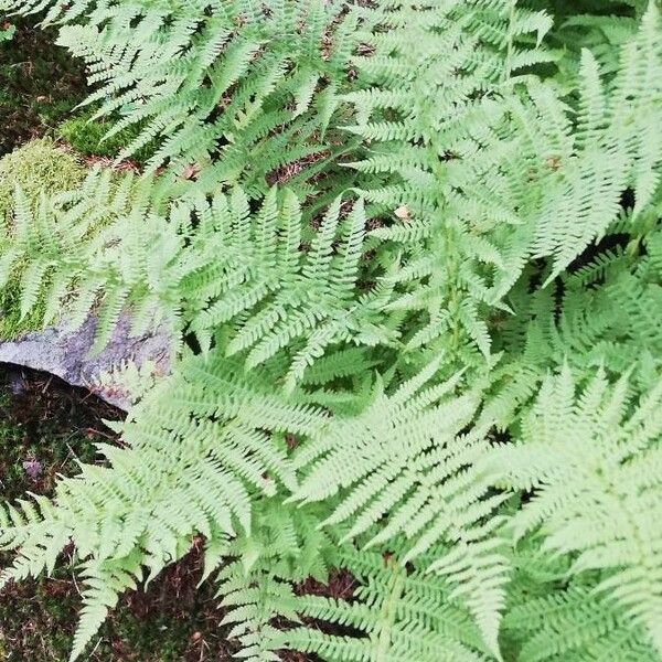 Athyrium Dissitifolium Plant Care & How to Grow, Water