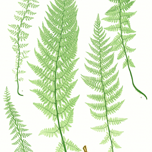 Alpine Lady Fern (Athyrium Distentifolium) Plant Care & How to Grow, Water
