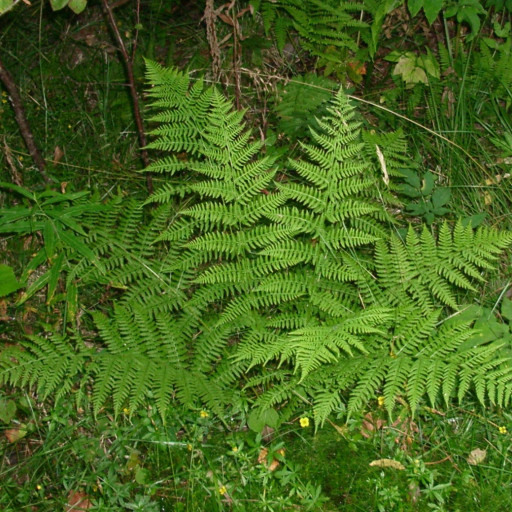 Common Lady Fern (Athyrium Filix-femina) Plant Care & How to Grow, Water