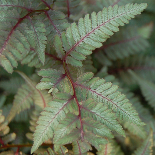 Japanese Painted Fern (Athyrium Niponicum) Plant Care & How to Grow, Water