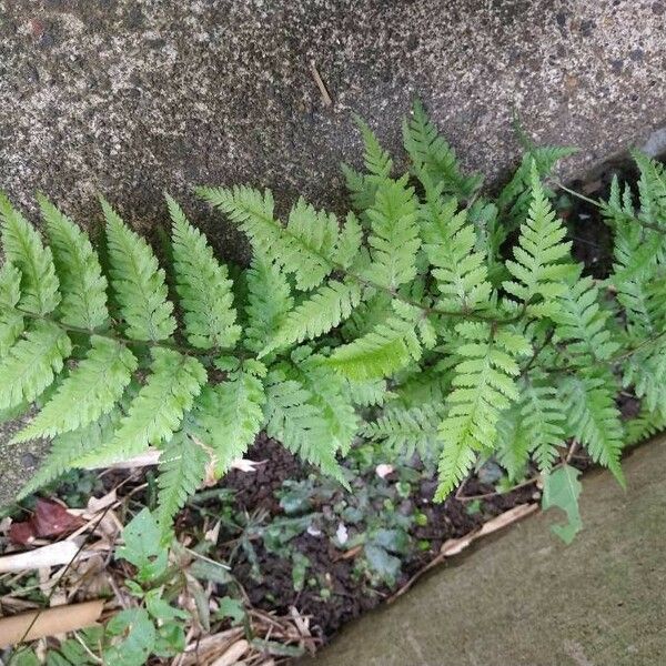 Lady Fern (Athyrium Vidalii) Plant Care & How to Grow, Water