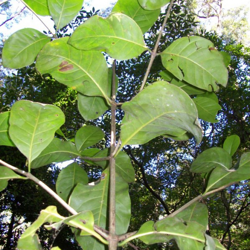 Native Gardenia (Atractocarpus Benthamianus) Plant Care & How to Grow ...