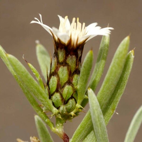 Atractylis Arbuscula Plant Care & How to Grow, Water