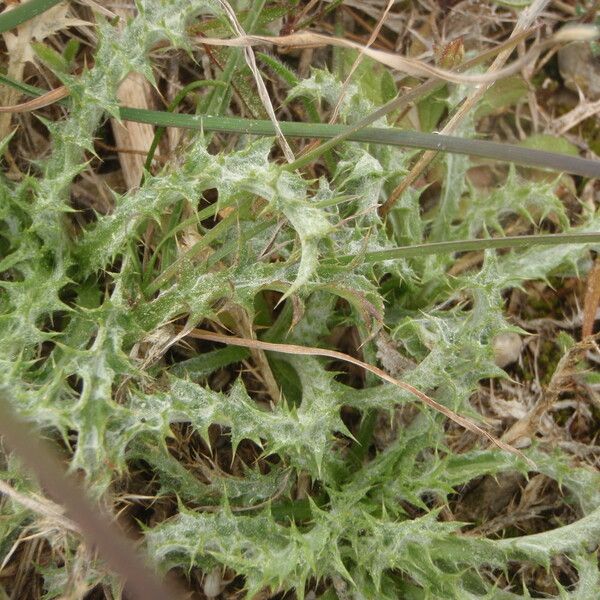Cage Thistle (Atractylis Cancellata) Care Guide: Water, Soil ...