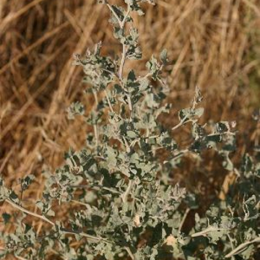 Silverscale Saltbush (Atriplex Argentea) Plant Care & How to Grow, Water