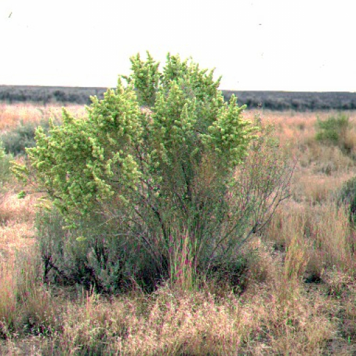 Four-Wing Saltbush (Atriplex Canescens) Plant Care & How to Grow, Water