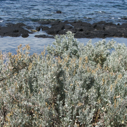 Gray Saltbush (Atriplex Cinerea) Plant Care & How to Grow, Water