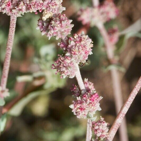 Atriplex Colerei Care Guide: Water, Soil & Propagation - Plantiary