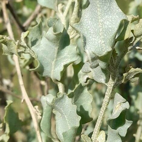 Atriplex Cordobensis Plant Care & How to Grow, Water