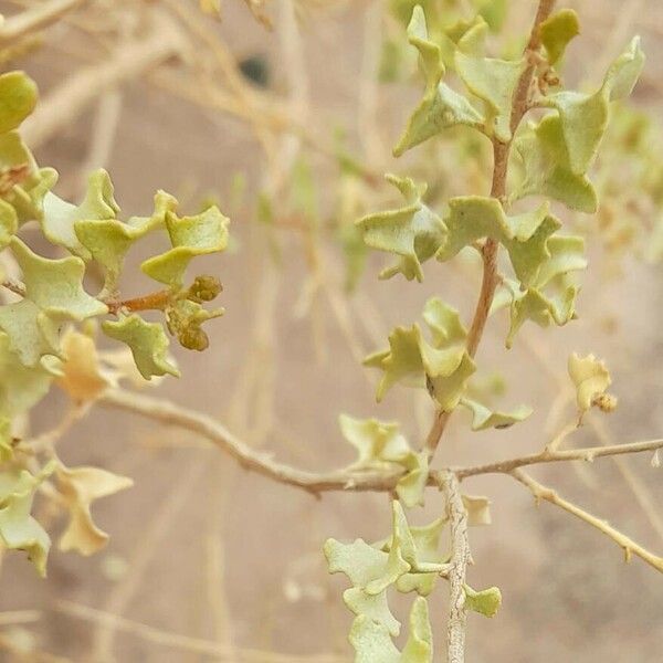 Atriplex Deserticola Plant Care & How to Grow, Water
