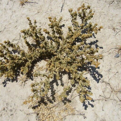 Ball Saltbush (Atriplex Fruticulosa) Plant Care & How to Grow, Water