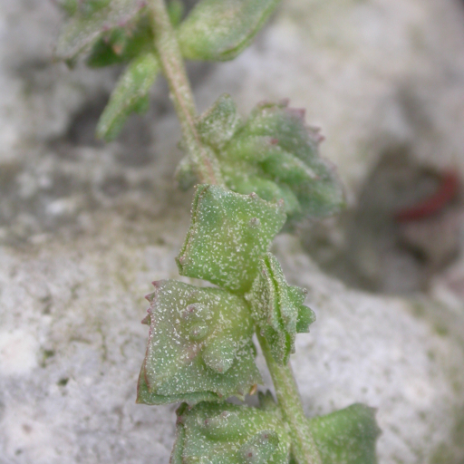 Babington's Orache (Atriplex Glabriuscula) Plant Care & How to Grow, Water
