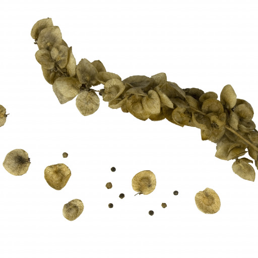 Garden Orache (Atriplex Hortensis) Plant Care & How to Grow, Water