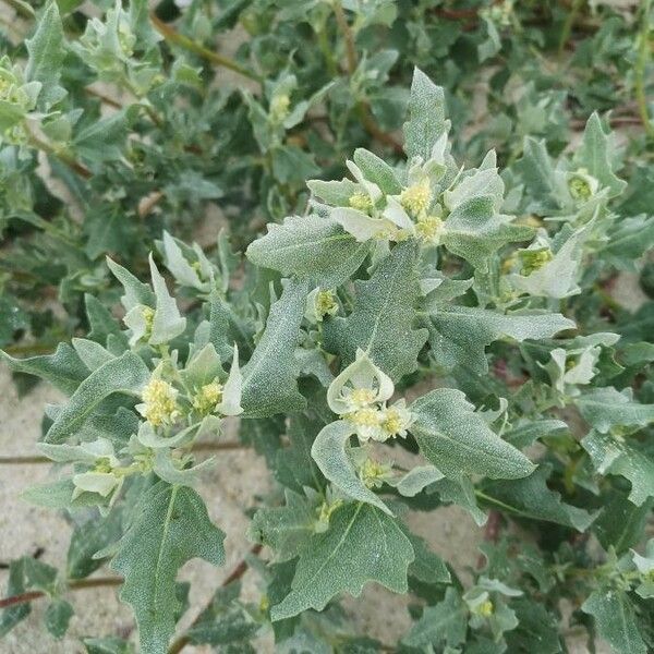Frosted Orache (Atriplex Laciniata) Plant Care & How to Grow, Water