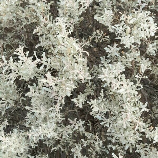 South American Saltbush (Atriplex Lampa) Plant Care & How to Grow, Water