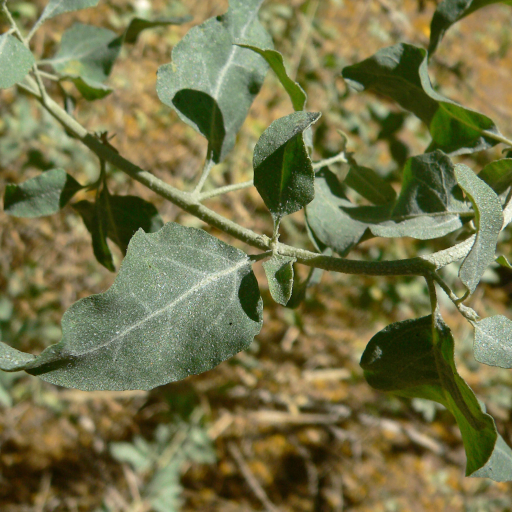 Big Saltbush (Atriplex Lentiformis) Plant Care & How to Grow, Water