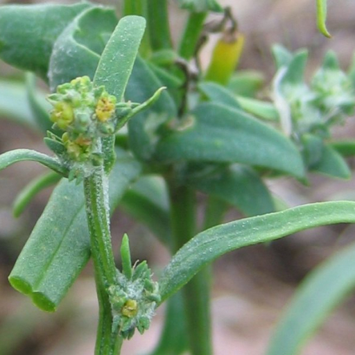 Grass-leaved Orache (Atriplex Littoralis) Plant Care & How to Grow, Water