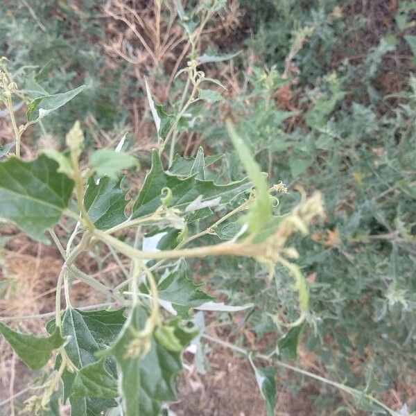 Twoscale Saltbush (Atriplex Micrantha) Plant Care & How to Grow, Water