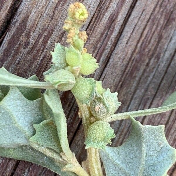 Mueller's Saltbush (Atriplex Muelleri) Plant Care & How to Grow, Water