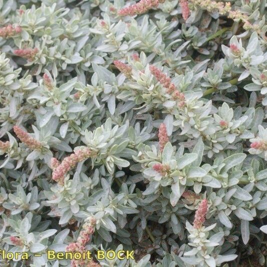 Atriplex Muricata Plant Care & How to Grow, Water