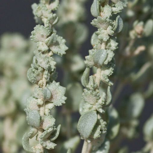Mound Saltbush (Atriplex Obovata) Plant Care & How to Grow, Water