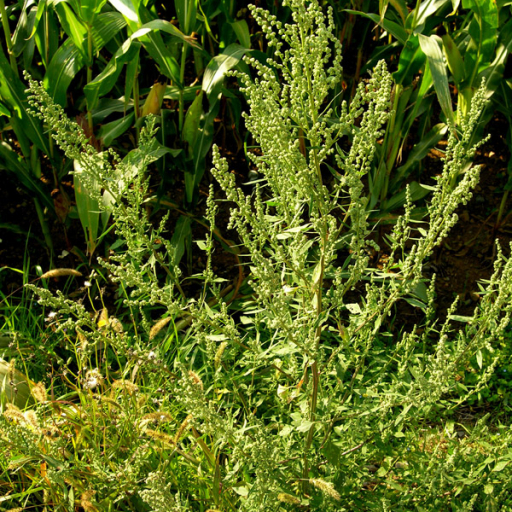 Spear Saltbush (Atriplex Patula) Plant Care & How to Grow, Water