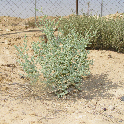 Cattle Saltbush (Atriplex Polycarpa) Plant Care & How to Grow, Water