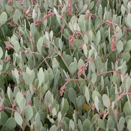 Sea Purslane (Atriplex Portulacoides) Plant Care & How to Grow, Water