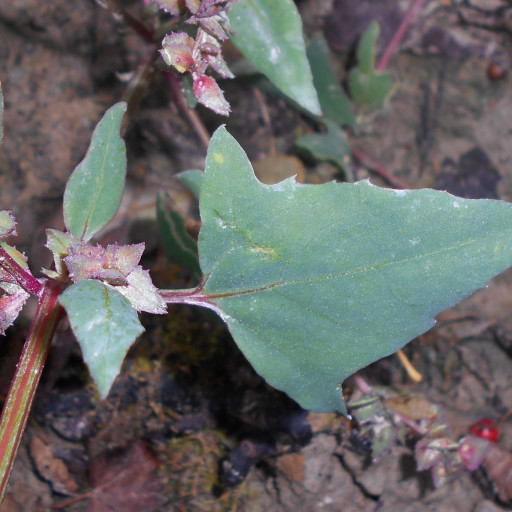 Triangle Orache (Atriplex Prostrata) Plant Care & How to Grow, Water