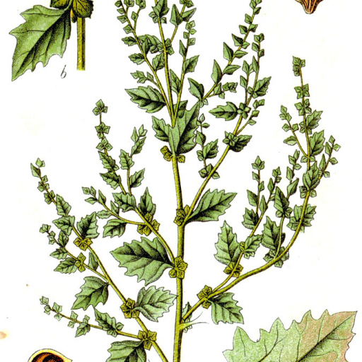 Red Orache (Atriplex Rosea) Plant Care & How to Grow, Water