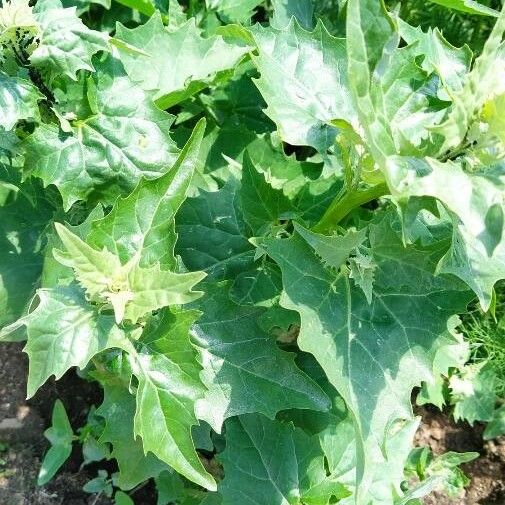 Purple Orache (Atriplex Sagittata) Plant Care & How to Grow, Water