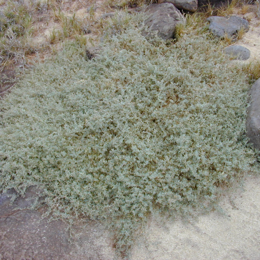 Australian Saltbush (Atriplex Semibaccata) Plant Care & How to Grow, Water