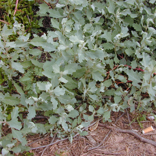 Sprawling Saltbush (Atriplex Suberecta) Plant Care & How to Grow, Water