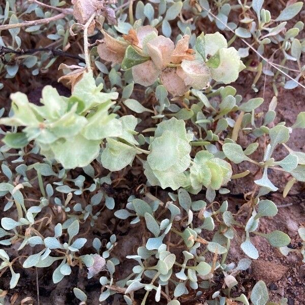 Perennial Saltbush (Atriplex Vesicaria) Plant Care & How to Grow, Water
