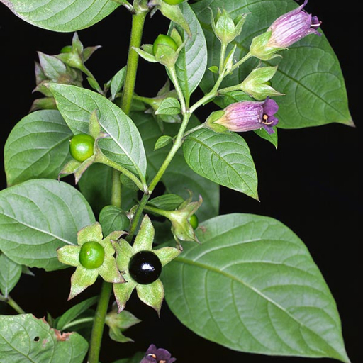 Deadly Nightshade (Atropa Belladonna) Plant Care & How to Grow, Water