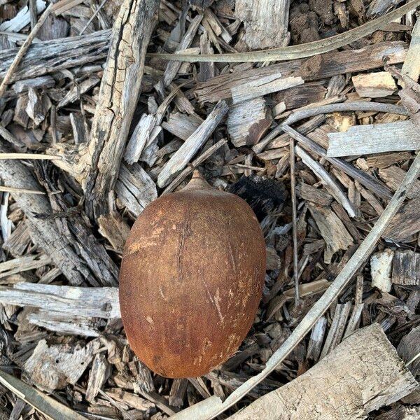 Attalea Brasiliensis Plant Care & How to Grow, Water