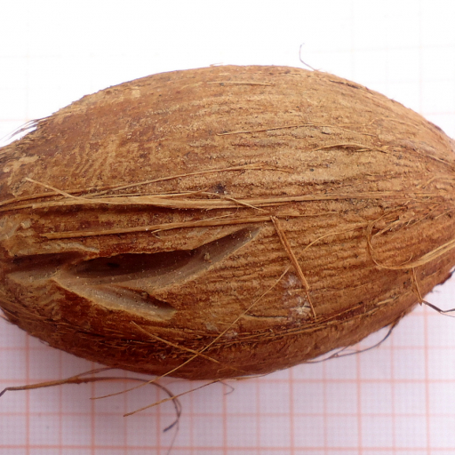 Bahia Piassaba Palm (Attalea Funifera) Plant Care & How to Grow, Water