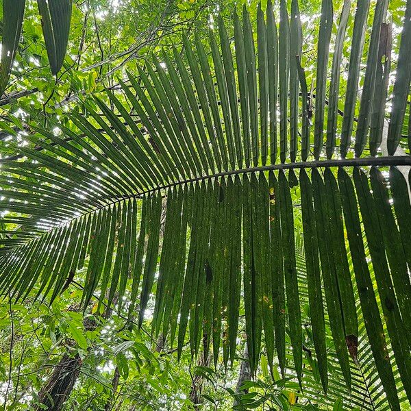 Attalea Guianensis Plant Care & How to Grow, Water