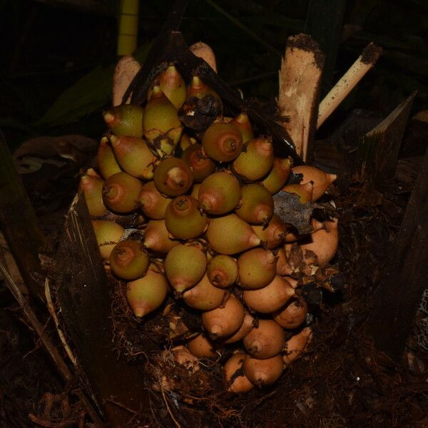 Mountain Maripa (Attalea Microcarpa) Plant Care & How to Grow, Water