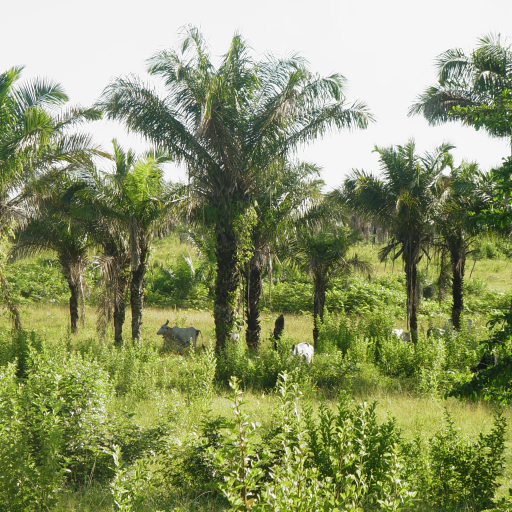 Acuri Palm (Attalea Phalerata) Plant Care & How to Grow, Water