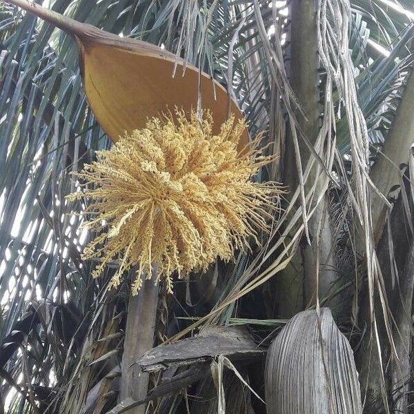 Attalea Rostrata Plant Care & How to Grow, Water