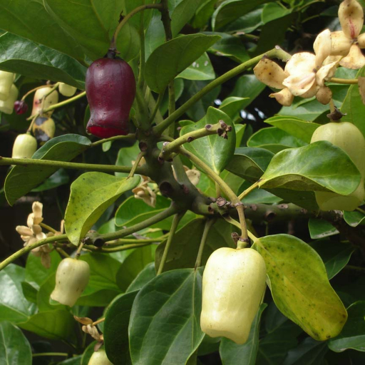 Atuna Excelsa Plant Care & How to Grow, Water