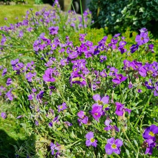 Aubrieta Gracilis Plant Care & How to Grow, Water